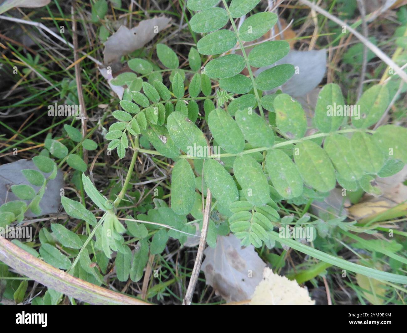 Chickpea Milkvetch (Astragalus cicer Stock Photo - Alamy