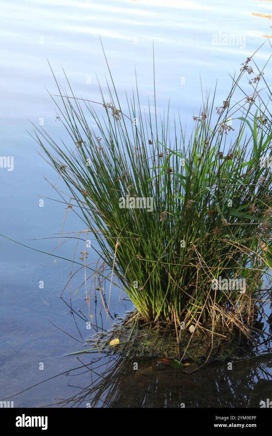 Hard Rush (Juncus inflexus Stock Photo - Alamy