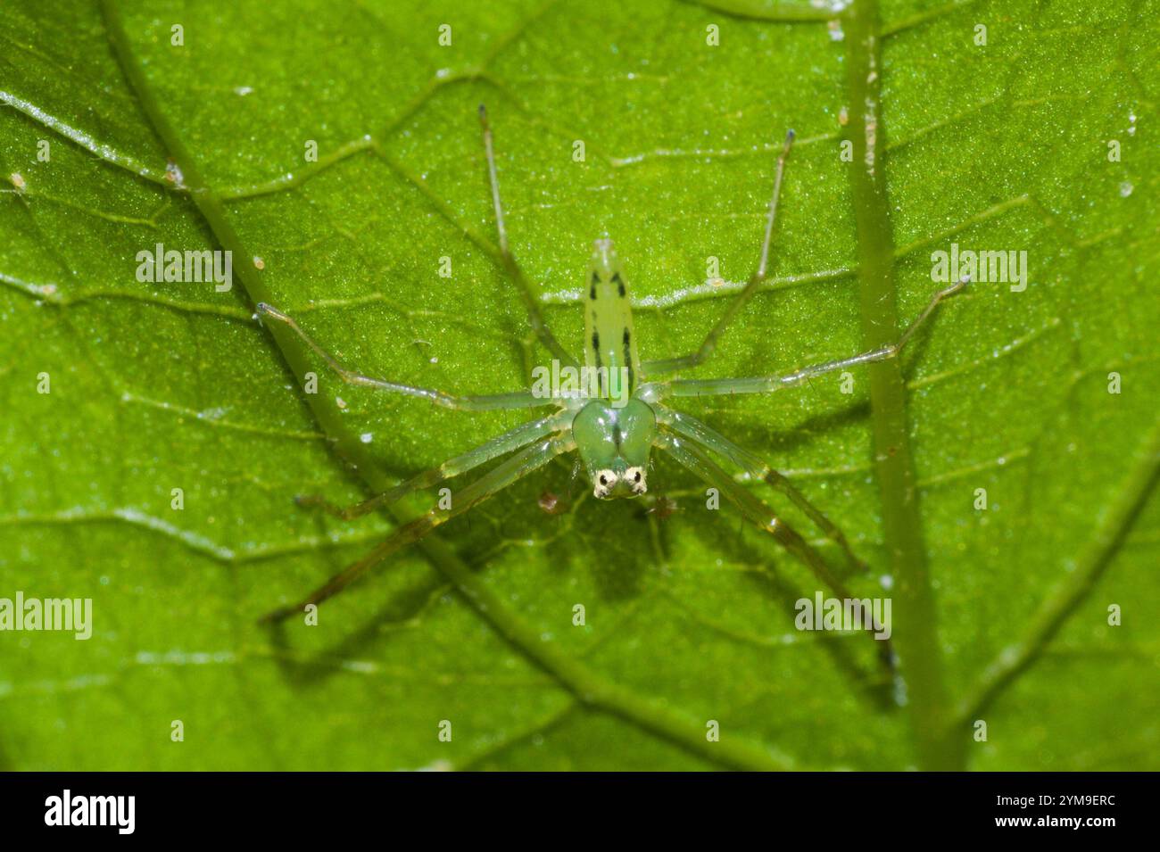 Translucent Green Jumping Spiders (Lyssomanes Stock Photo - Alamy