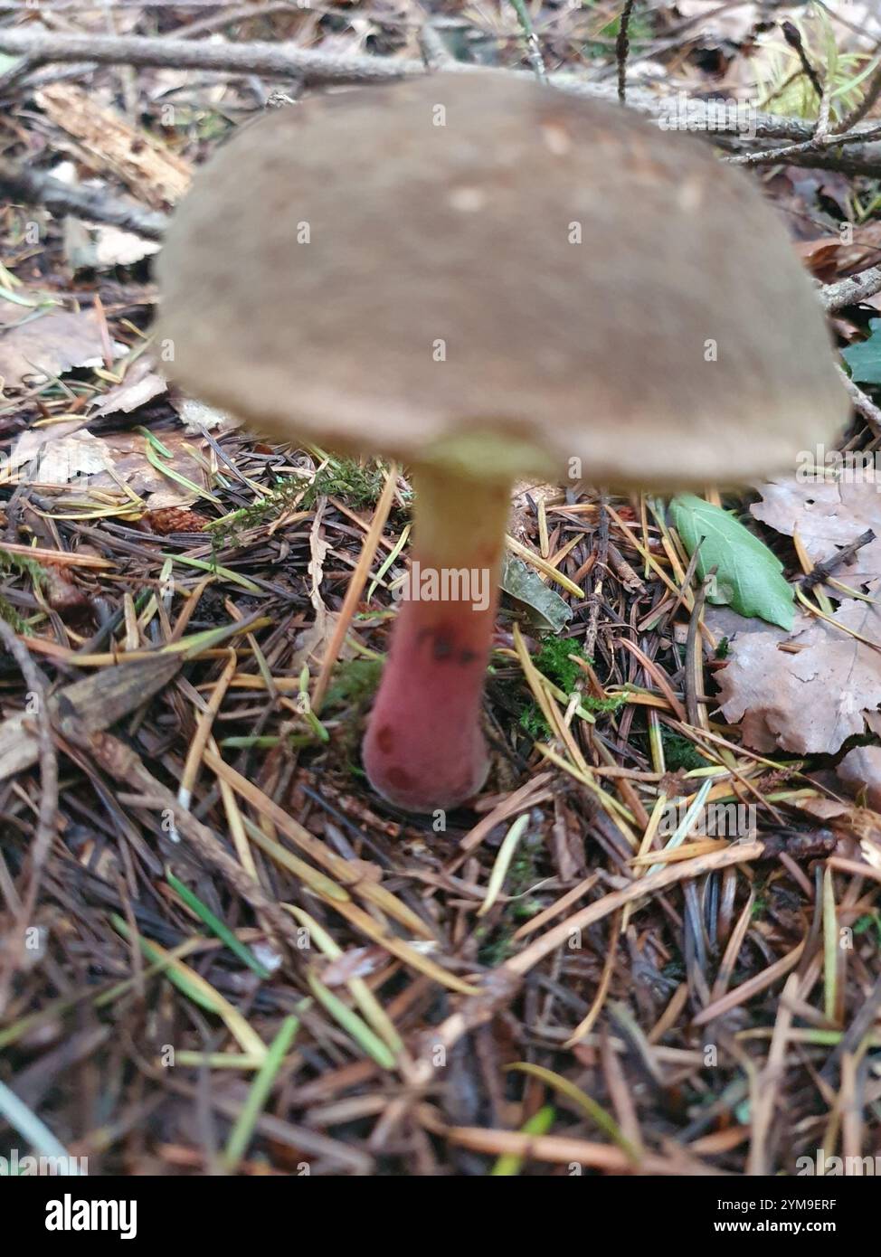 Red-cracking Bolete (Xerocomellus chrysenteron Stock Photo - Alamy