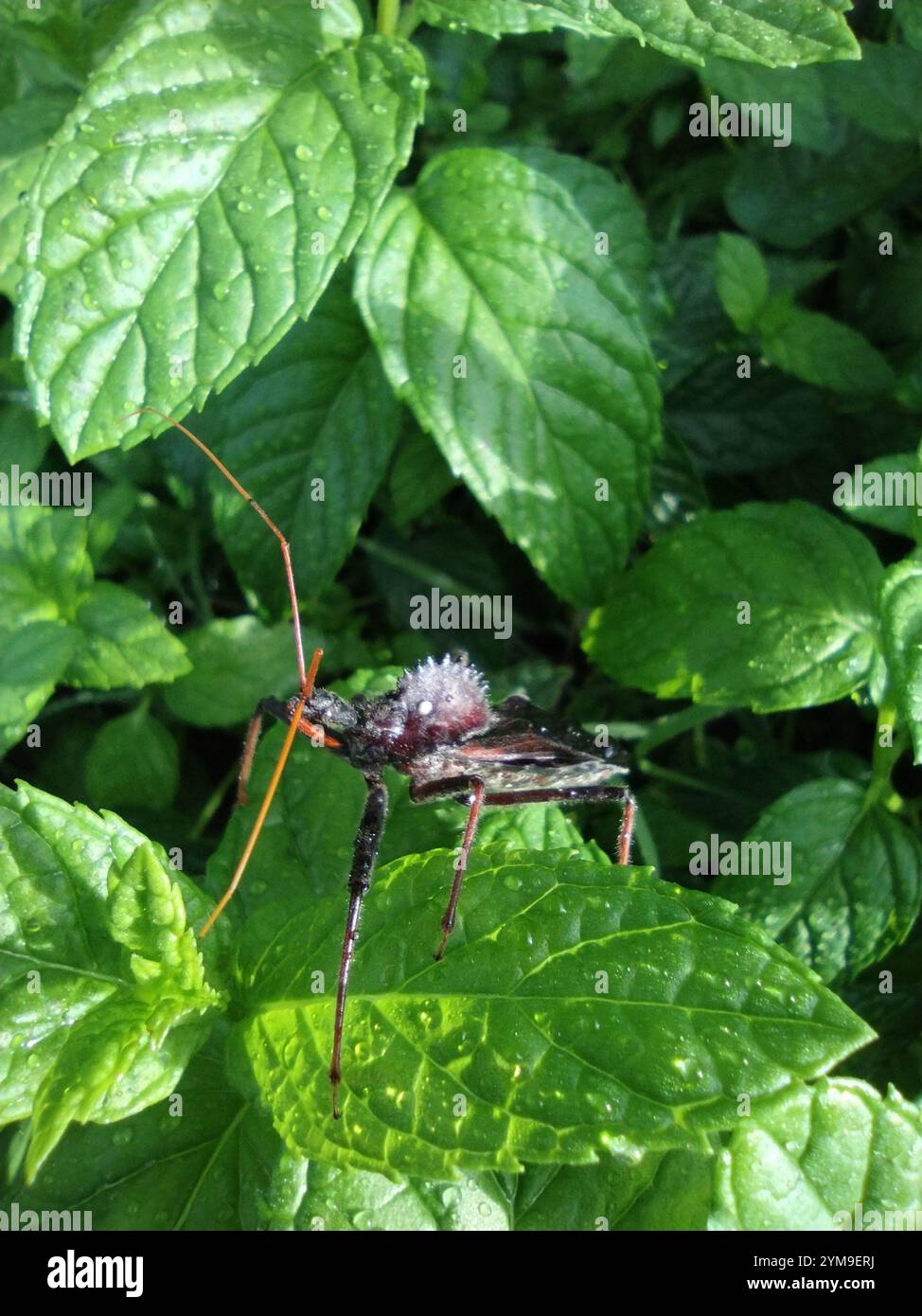 North American Wheel Bug (Arilus cristatus Stock Photo - Alamy