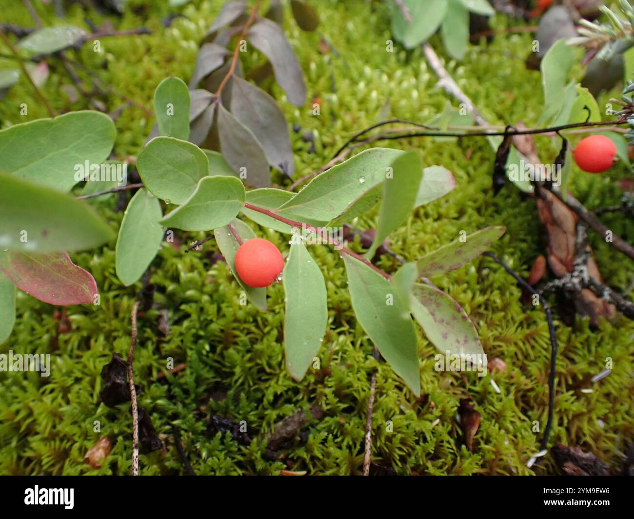 Northern Comandra (Geocaulon lividum Stock Photo - Alamy