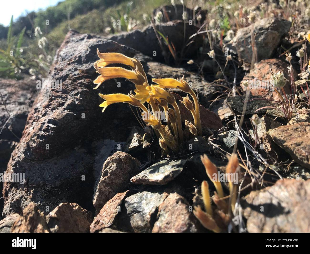 yellow clustered broomrape (Aphyllon franciscanum Stock Photo - Alamy
