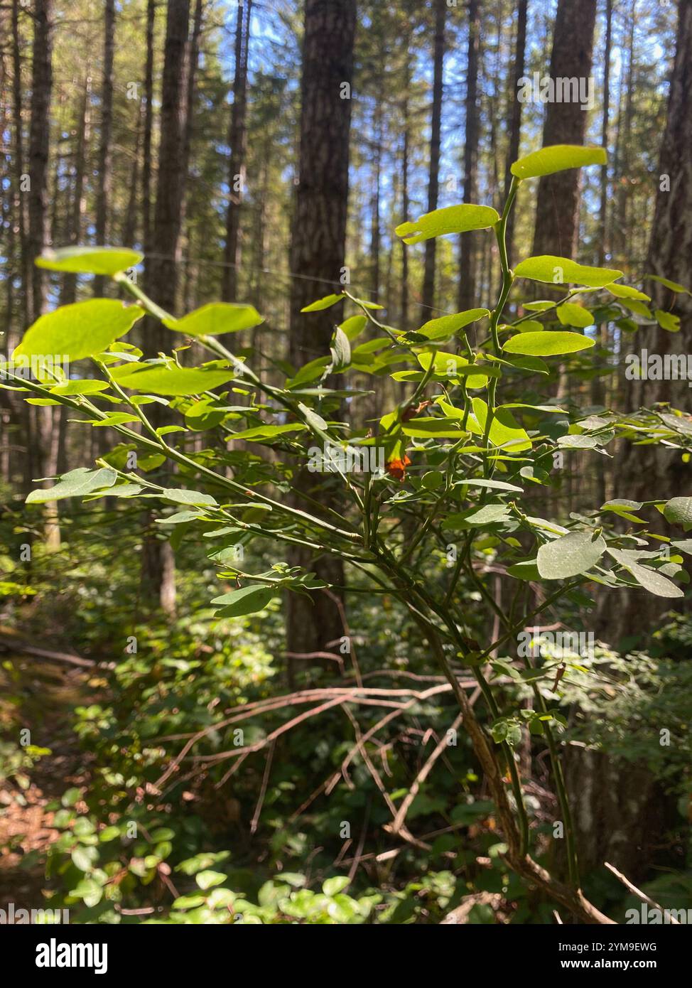 Red Huckleberry (Vaccinium parvifolium Stock Photo - Alamy