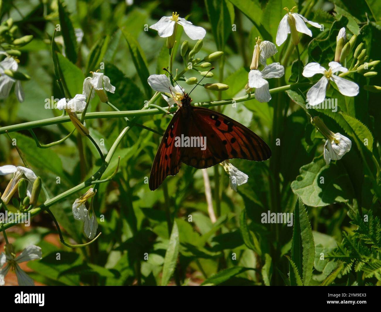 Dione vanillae maculosa hi-res stock photography and images - Alamy