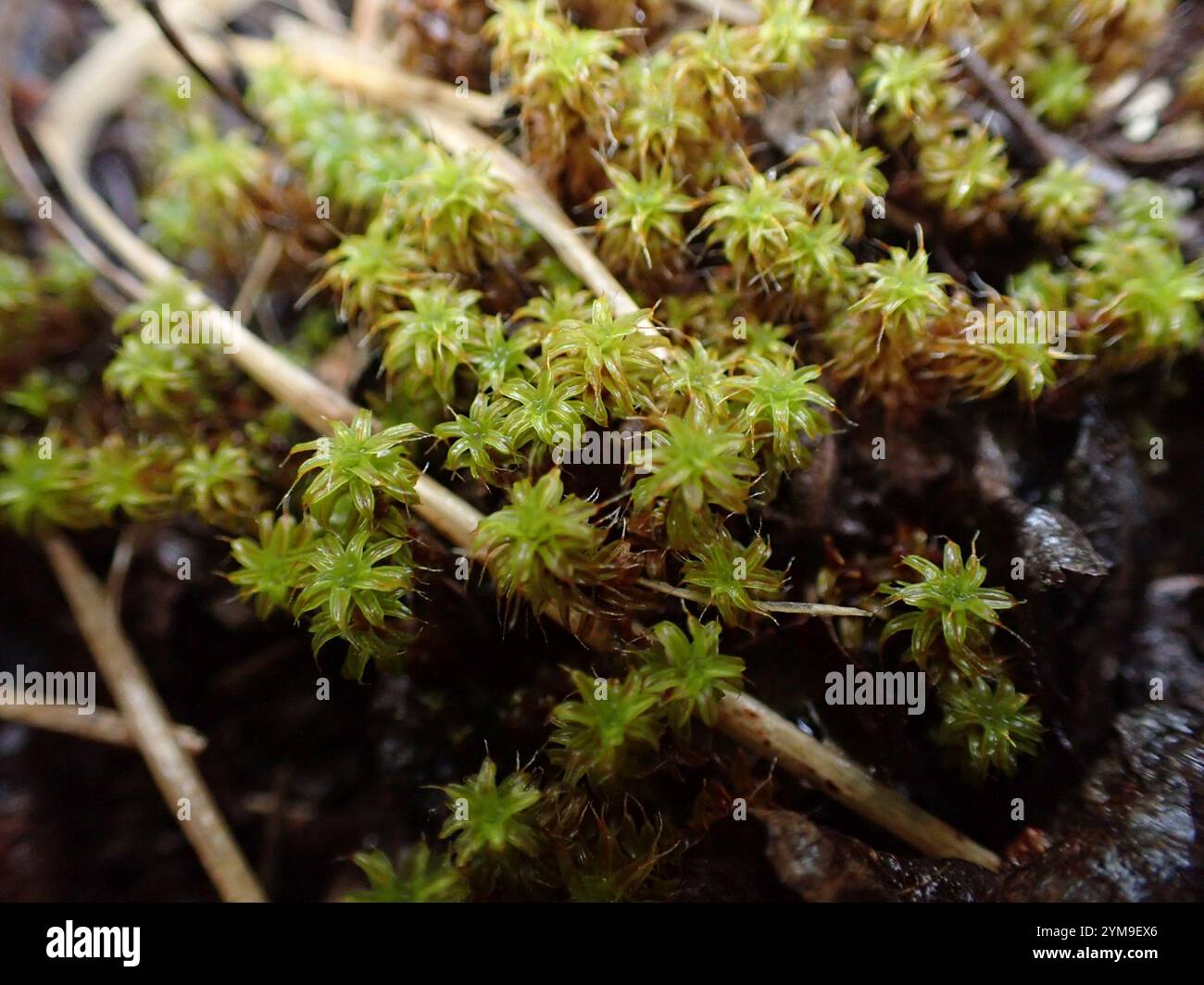 Star Moss (Syntrichia ruralis Stock Photo - Alamy