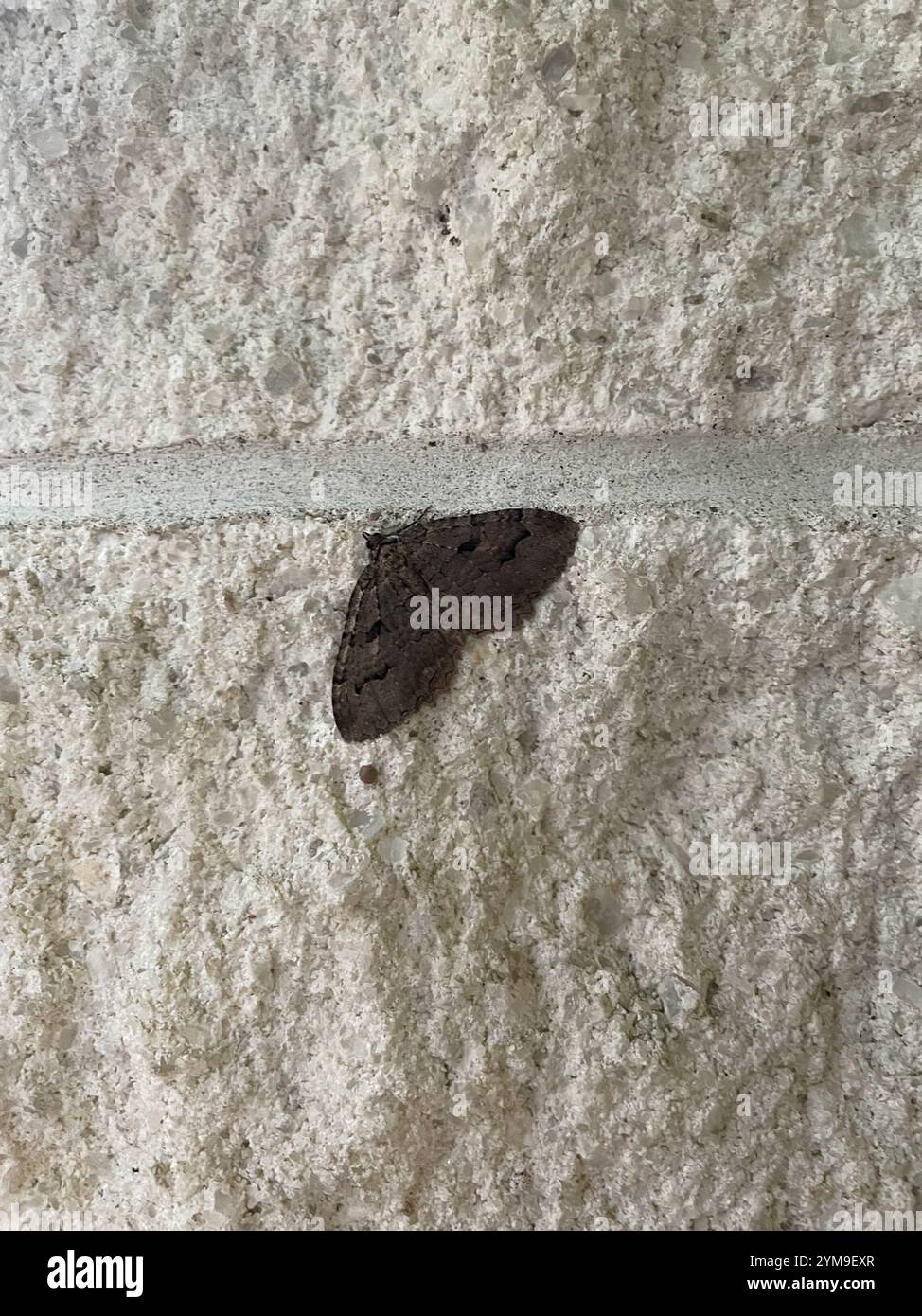 Tissue Moth (Triphosa haesitata Stock Photo - Alamy