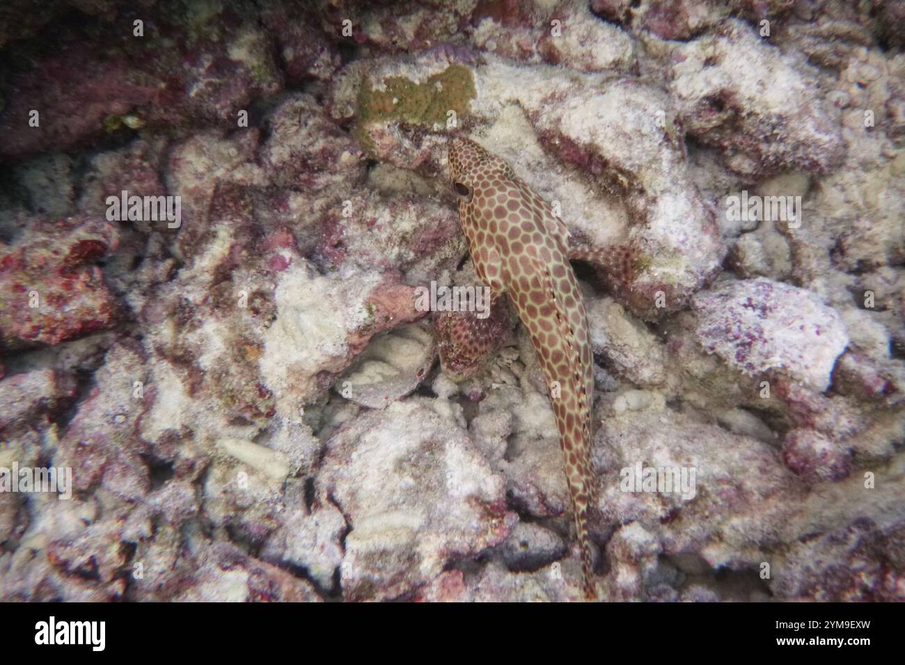 Honeycomb Grouper (Epinephelus merra Stock Photo - Alamy