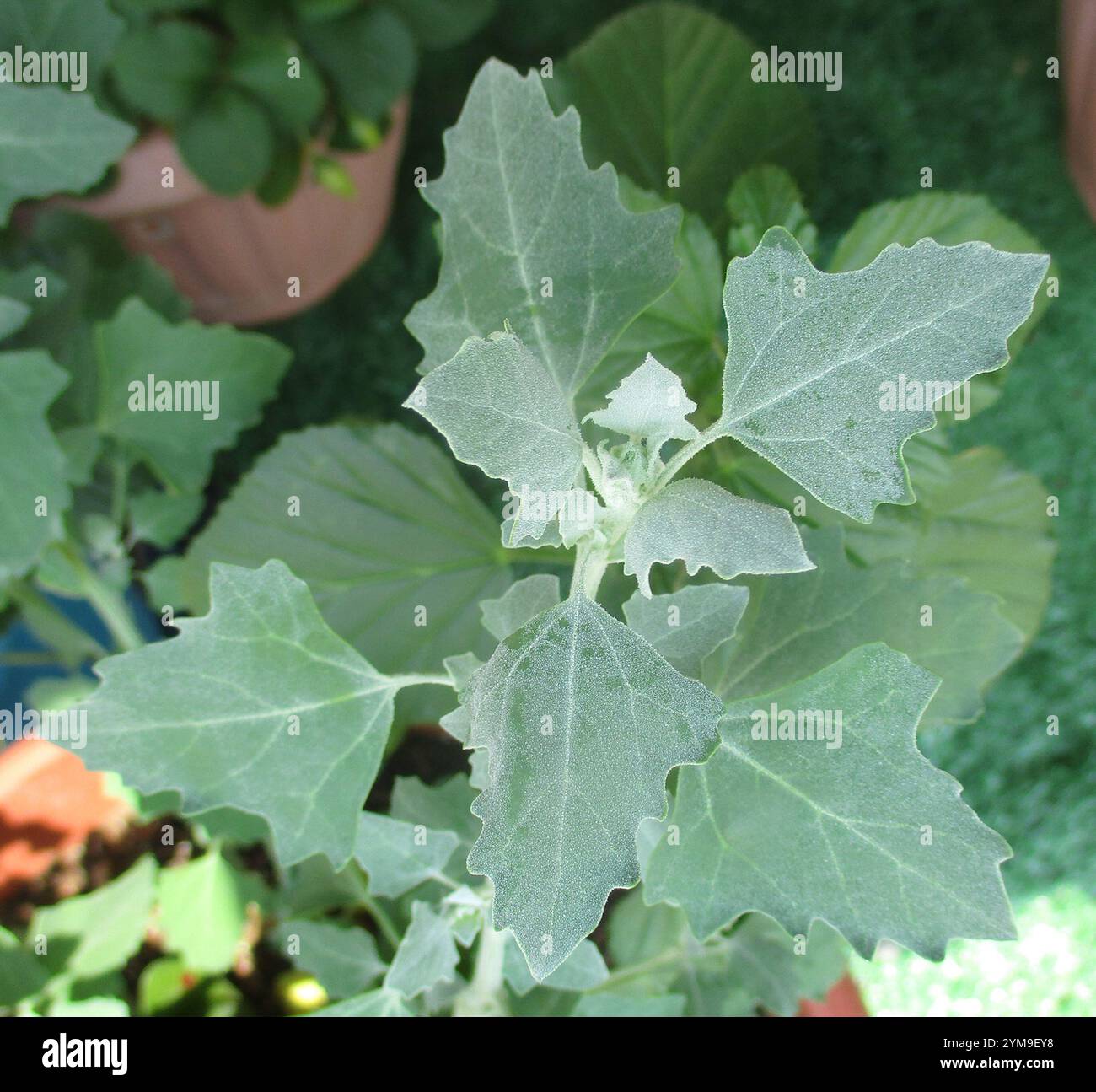 Common Lambsquarters (Chenopodium album Stock Photo - Alamy