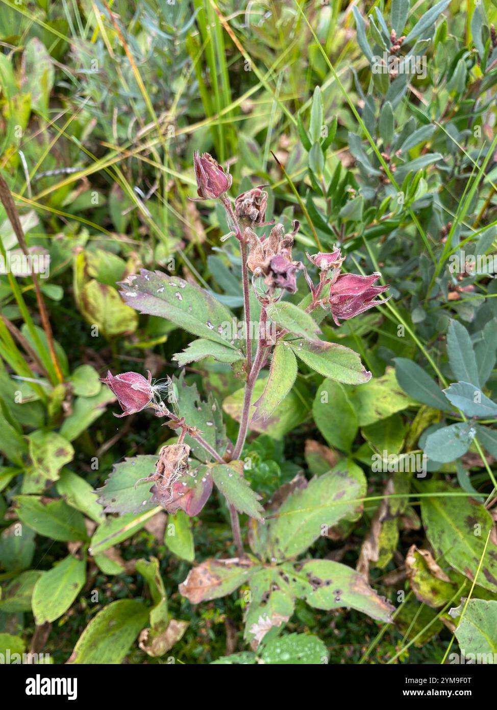marsh cinquefoil (Comarum palustre Stock Photo - Alamy