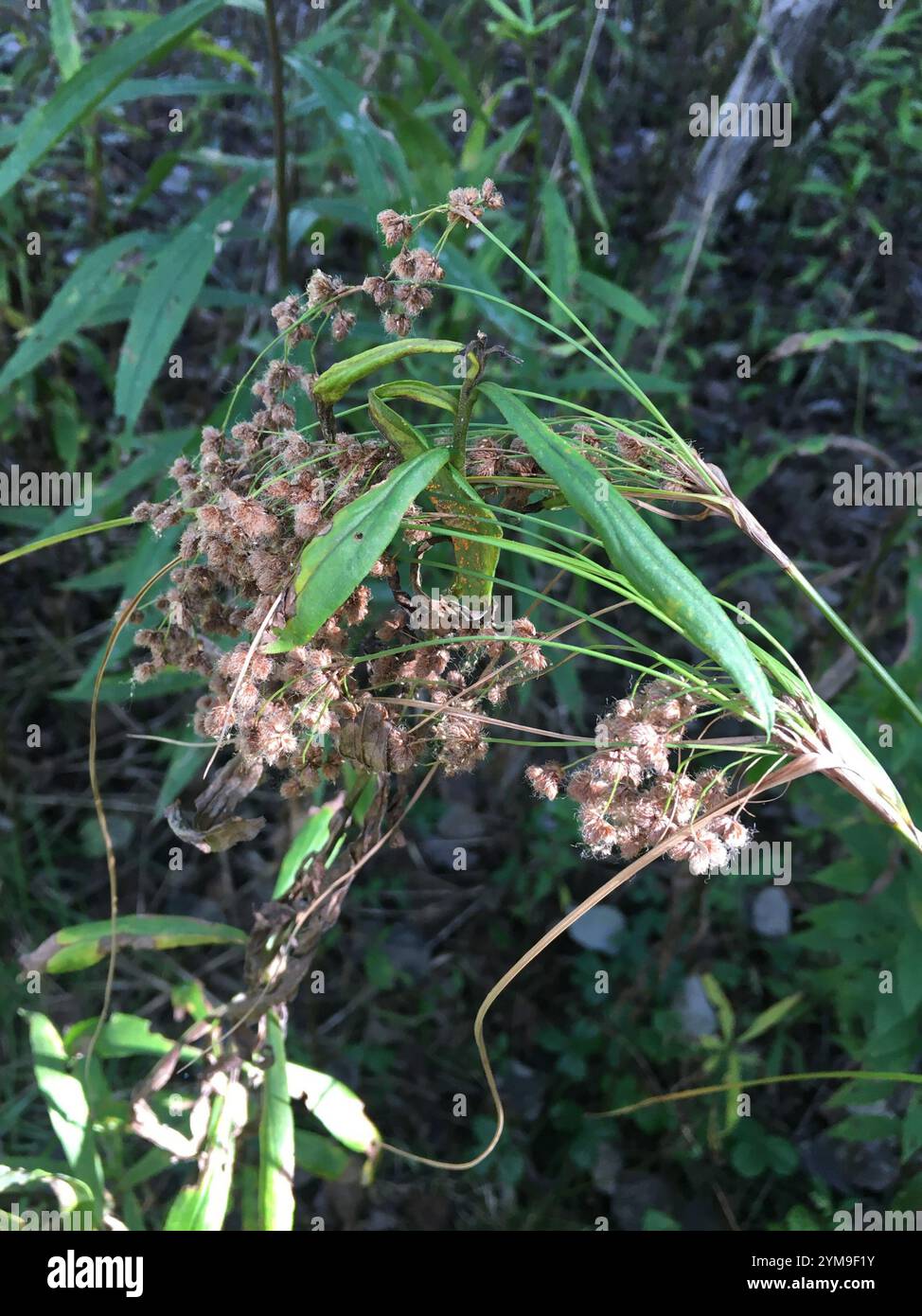 woolgrass (Scirpus cyperinus Stock Photo - Alamy
