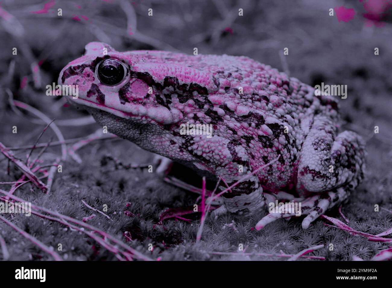 Raucous Toad (Sclerophrys capensis Stock Photo - Alamy