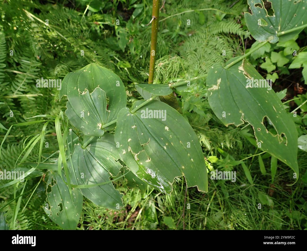 white twisted-stalk (Streptopus amplexifolius Stock Photo - Alamy