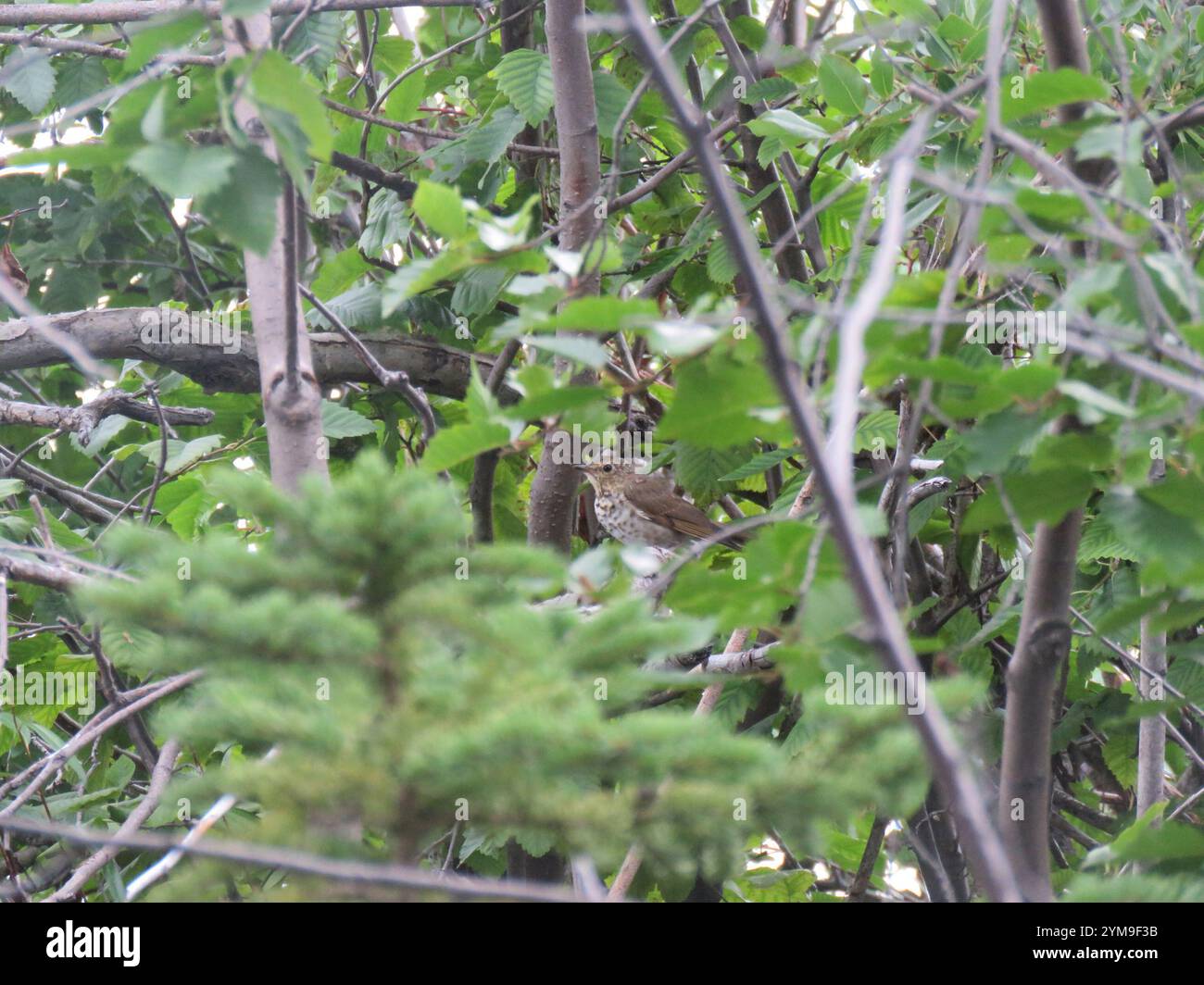 Swainson's Thrush (Catharus ustulatus Stock Photo - Alamy