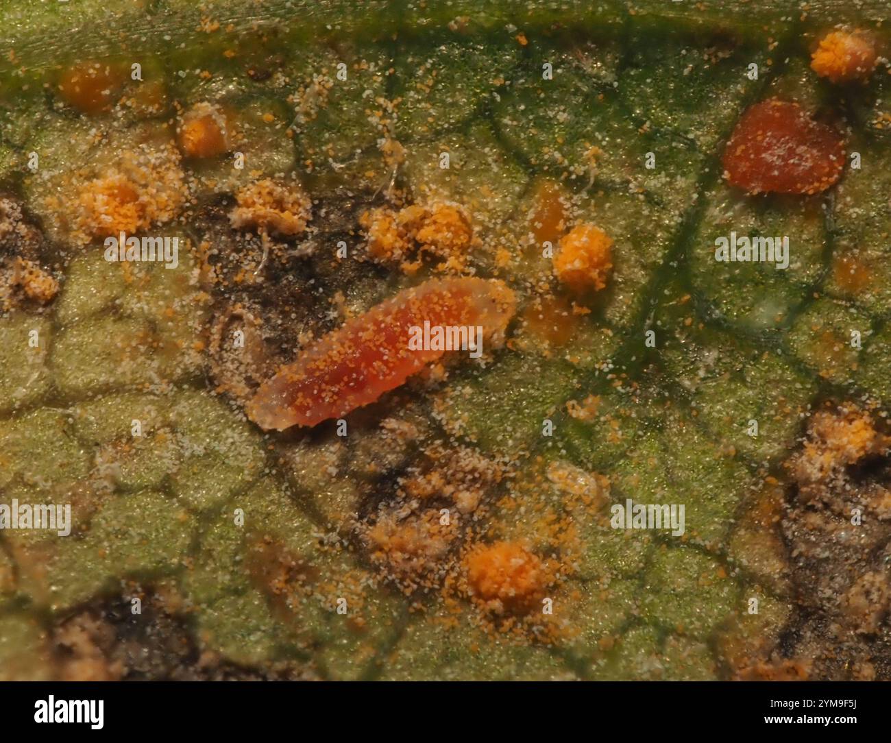 Rust-eating midges (Mycodiplosis Stock Photo - Alamy