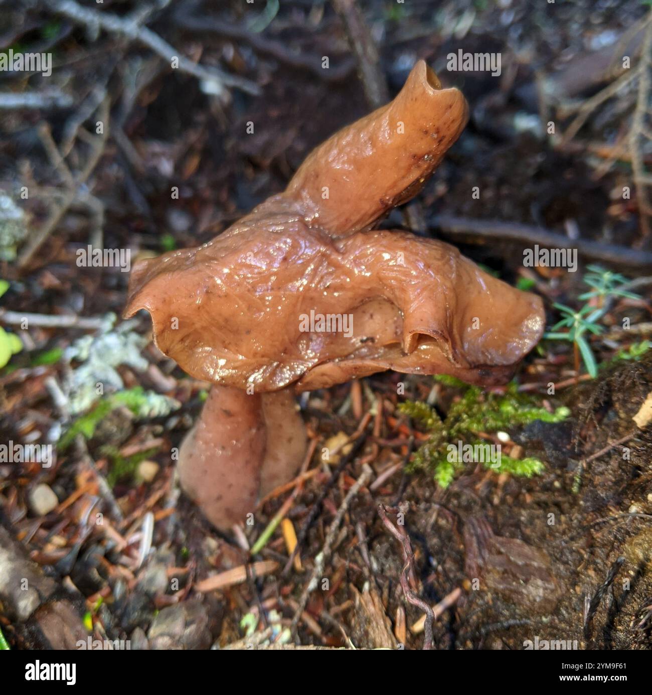 Saddle-shaped False Morel (Gyromitra infula Stock Photo - Alamy