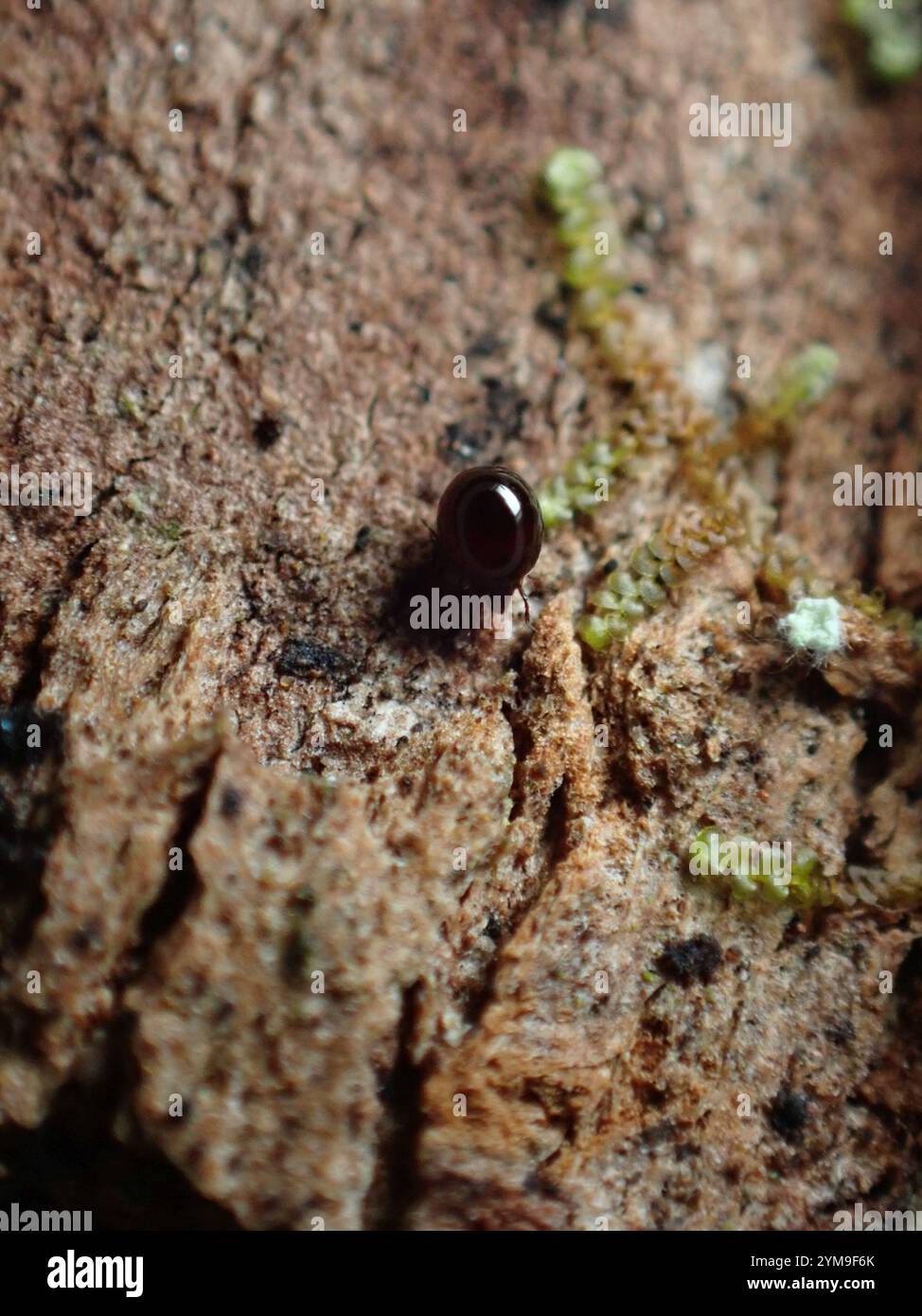 Oribatida mites hi-res stock photography and images - Alamy