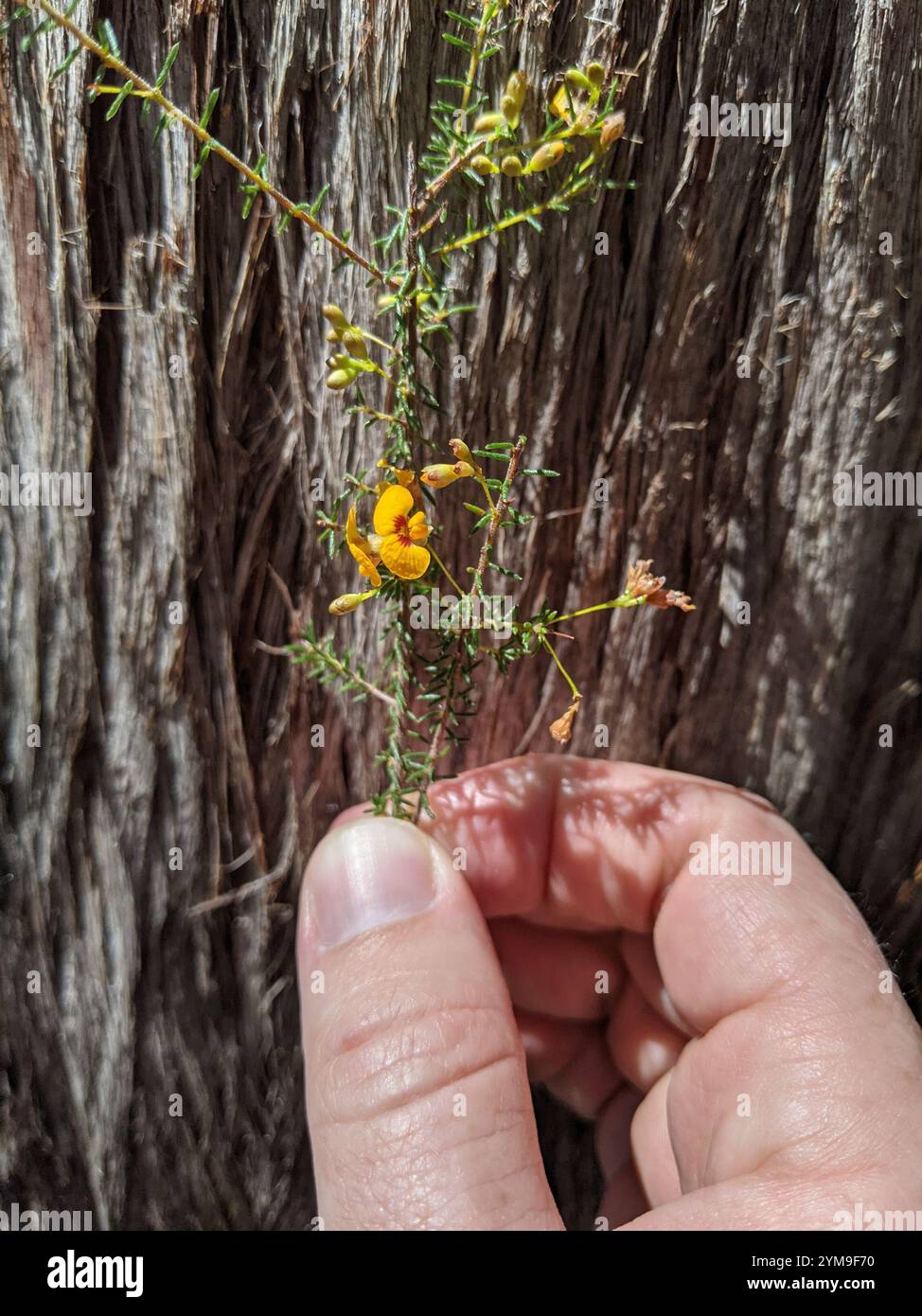 small-leaf parrot-pea (Dillwynia phylicoides Stock Photo - Alamy