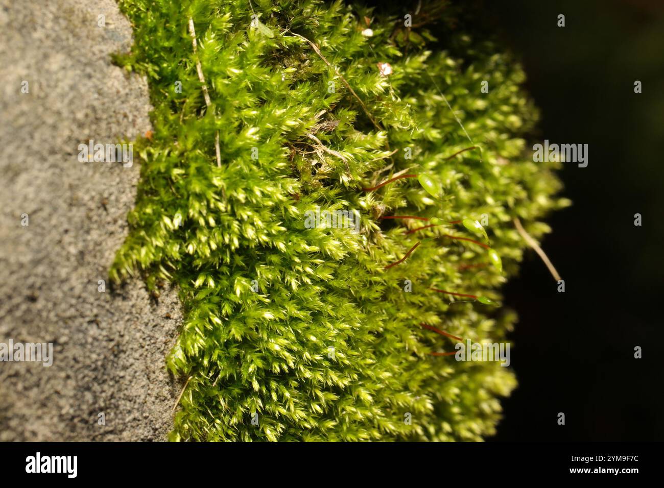 Clustered Feather-moss (Rhynchostegium confertum Stock Photo - Alamy
