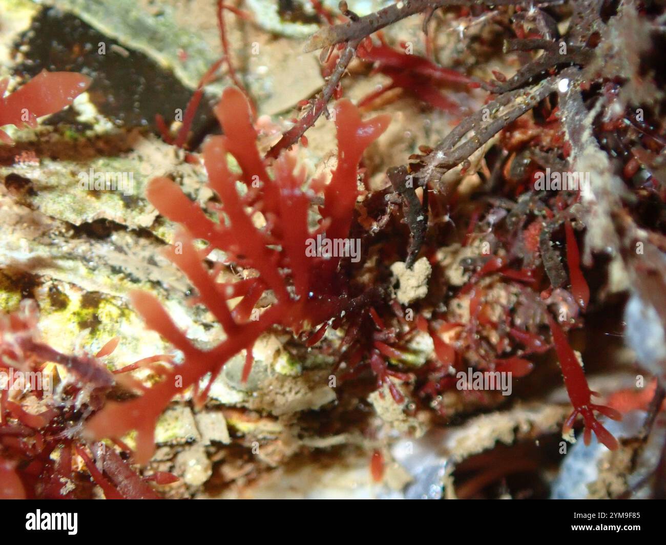 red algae (Rhodophyta Stock Photo - Alamy