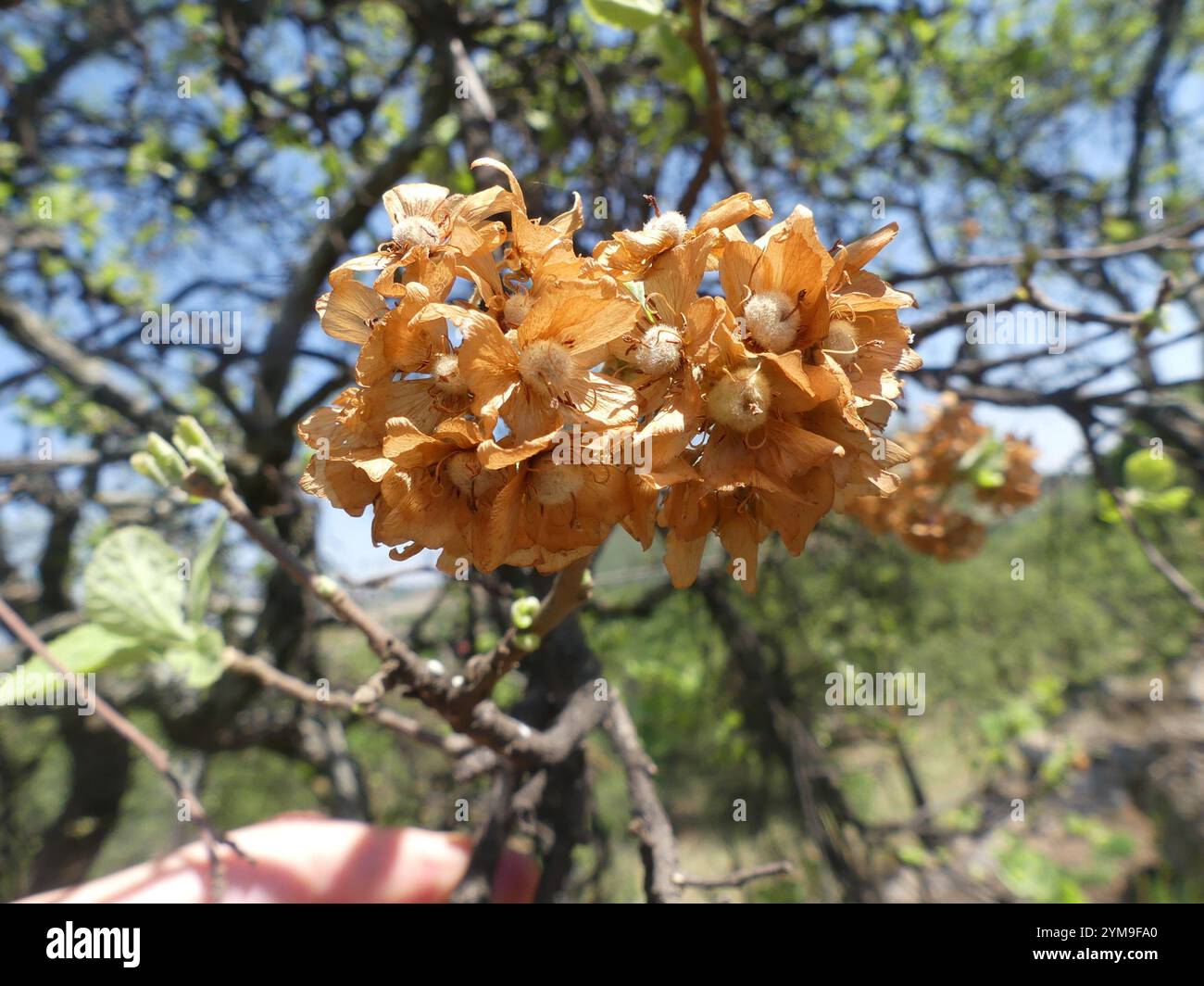 South African Wild Pear (Dombeya rotundifolia Stock Photo - Alamy