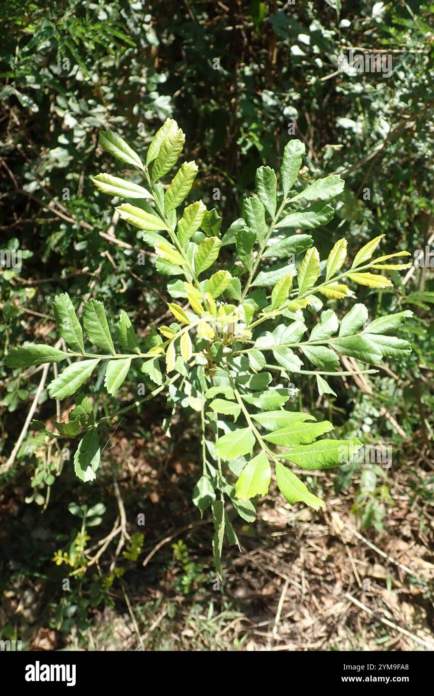 False horsewood (Hippobromus pauciflorus Stock Photo - Alamy