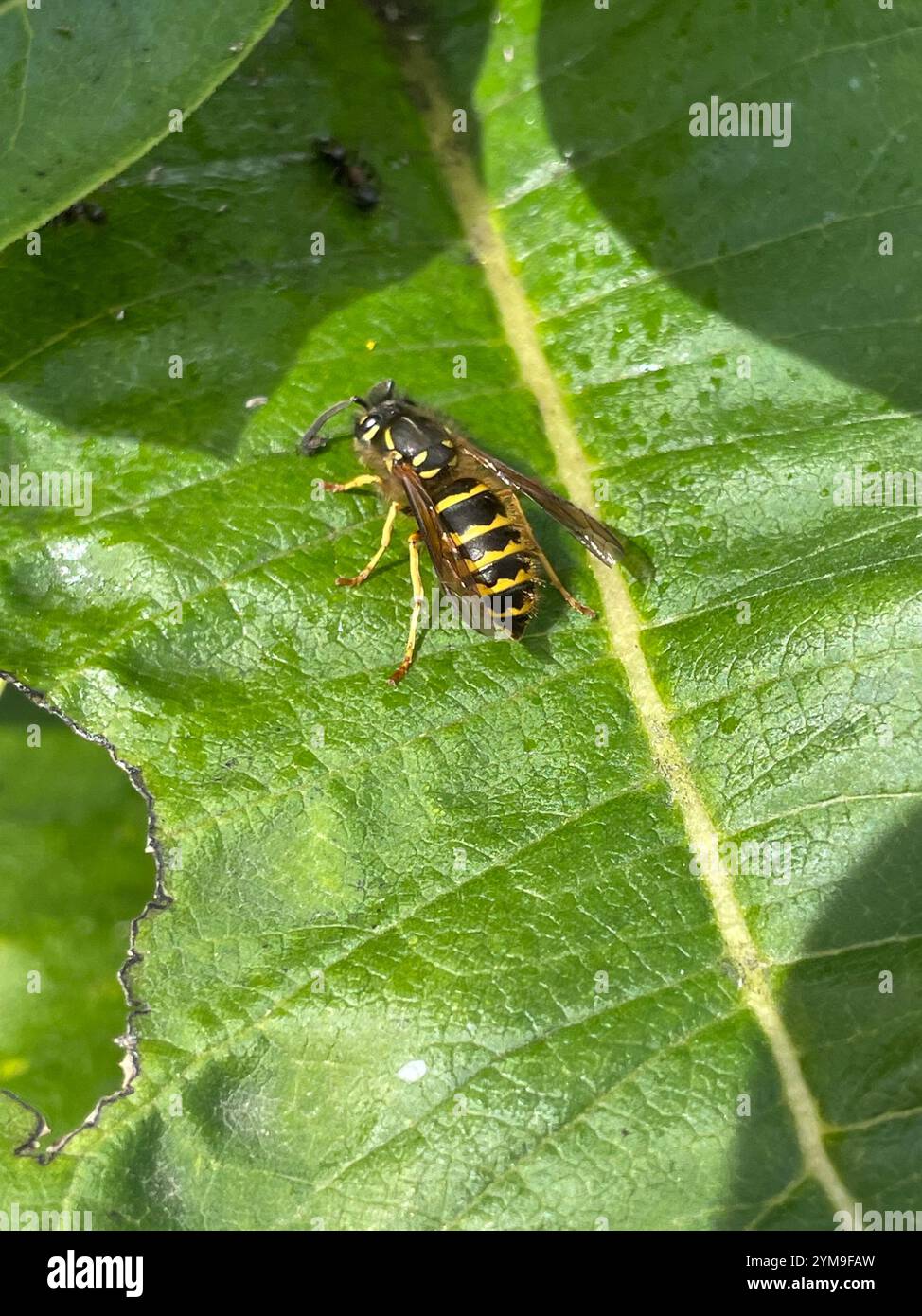 Alaska Yellowjacket (Vespula alascensis Stock Photo - Alamy