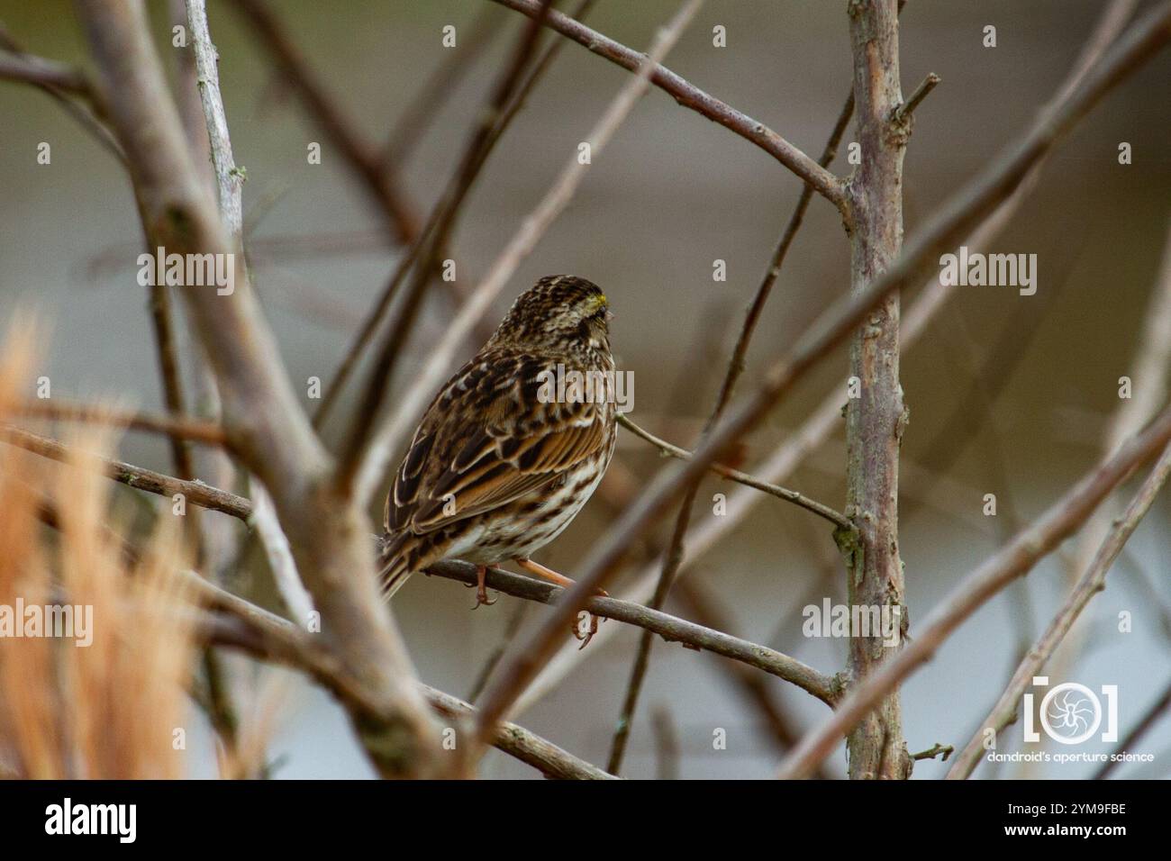 Savannah Sparrow (Passerculus sandwichensis Stock Photo - Alamy