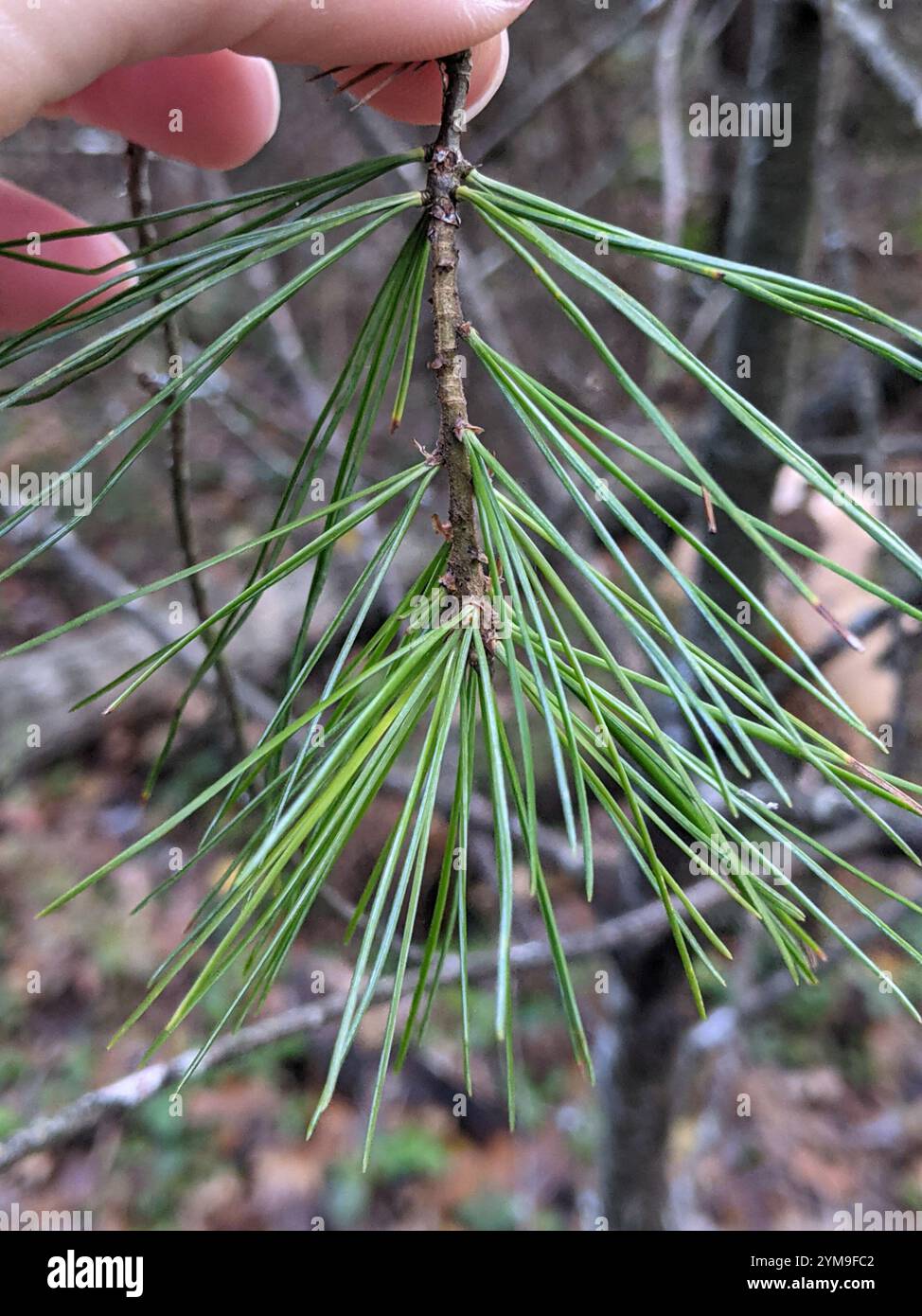eastern white pine (Pinus strobus Stock Photo - Alamy