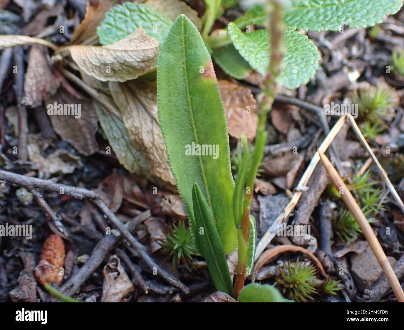 alpine bistort (Bistorta vivipara Stock Photo - Alamy