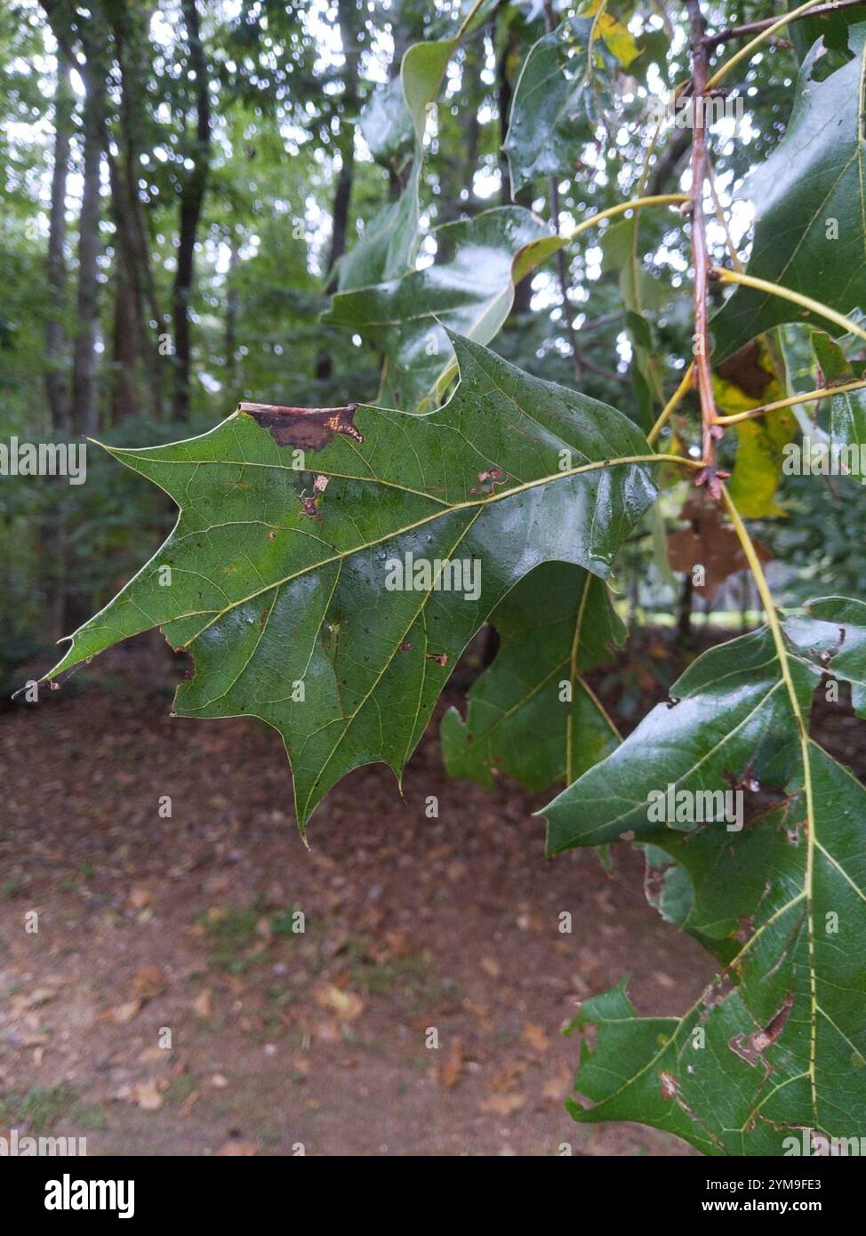 black oak (Quercus velutina Stock Photo - Alamy