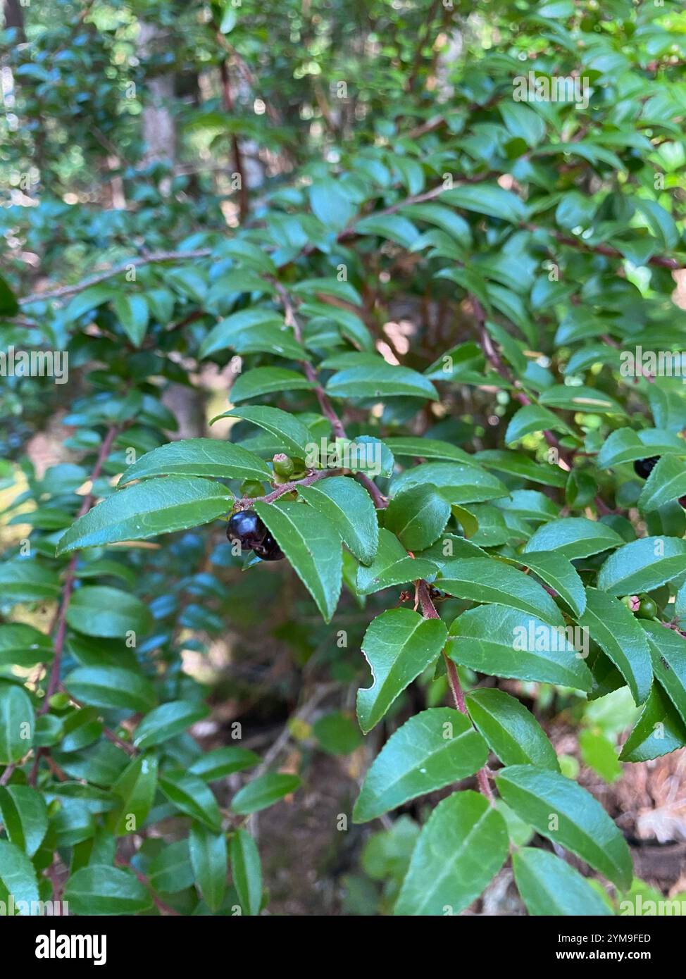 Evergreen Huckleberry (Vaccinium ovatum Stock Photo - Alamy