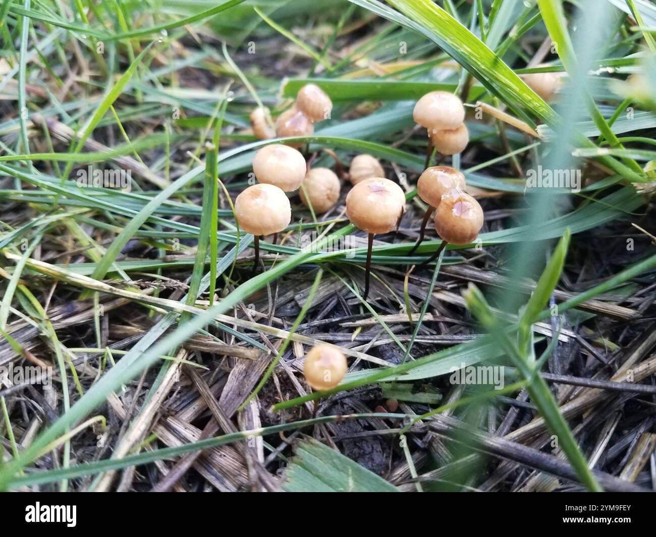 common conecap (Conocybe tenera Stock Photo - Alamy
