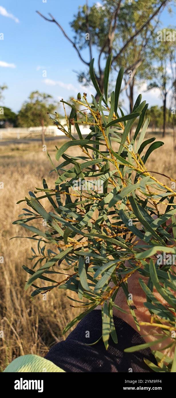 Golden Wattle (Acacia decora Stock Photo - Alamy