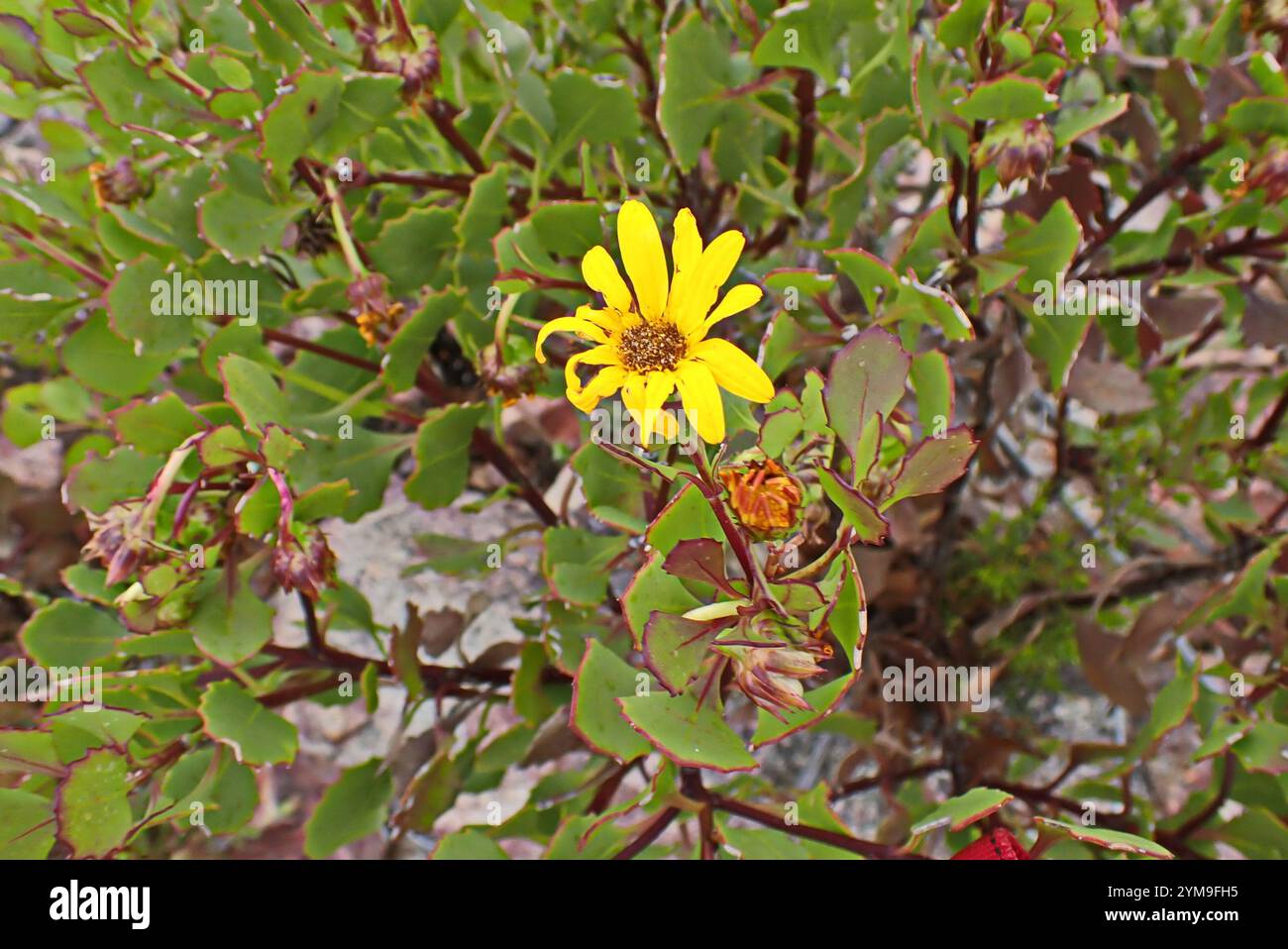 Bietou (Osteospermum moniliferum Stock Photo - Alamy