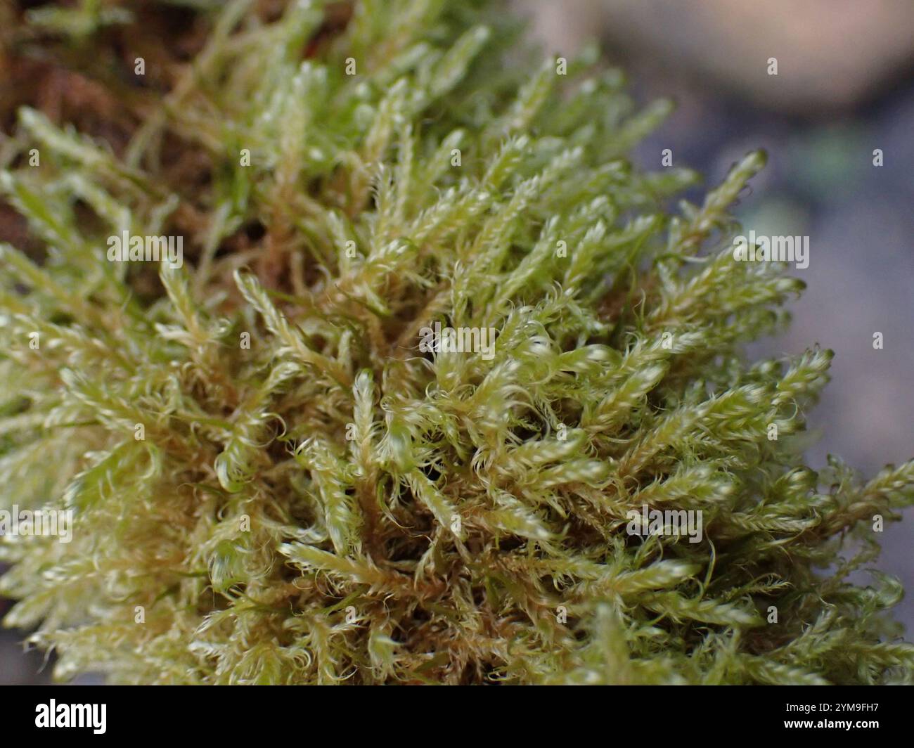 Sickle-leaved Hook-moss (Sanionia uncinata Stock Photo - Alamy