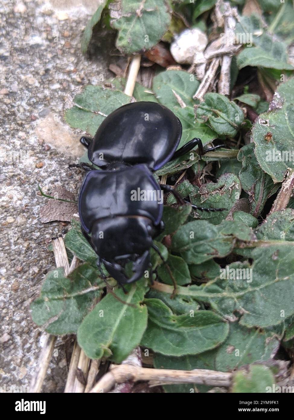 Warrior Beetles (Pasimachus Stock Photo - Alamy