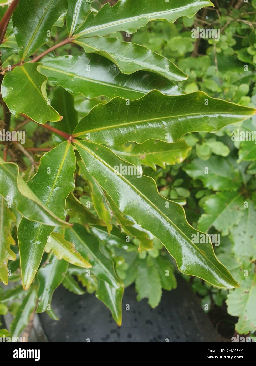 Raukawa (Raukaua edgerleyi Stock Photo - Alamy