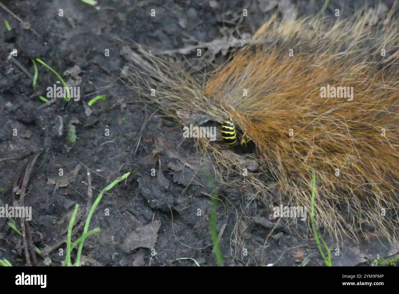 Alaska Yellowjacket (Vespula alascensis Stock Photo - Alamy