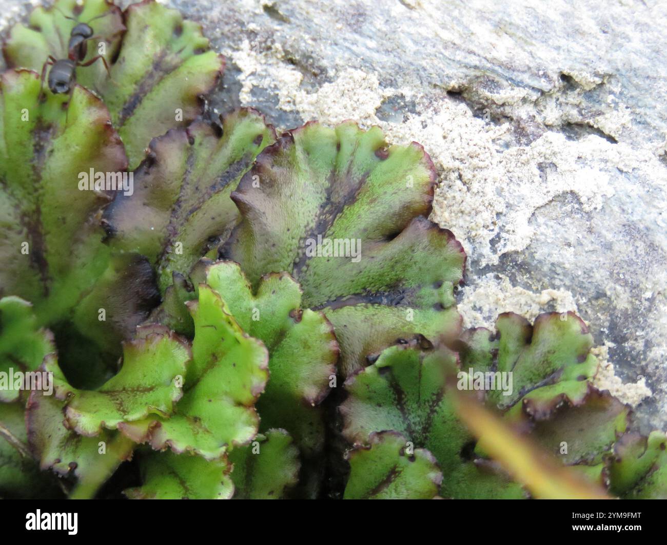 (Marchantia polymorpha polymorpha Stock Photo - Alamy