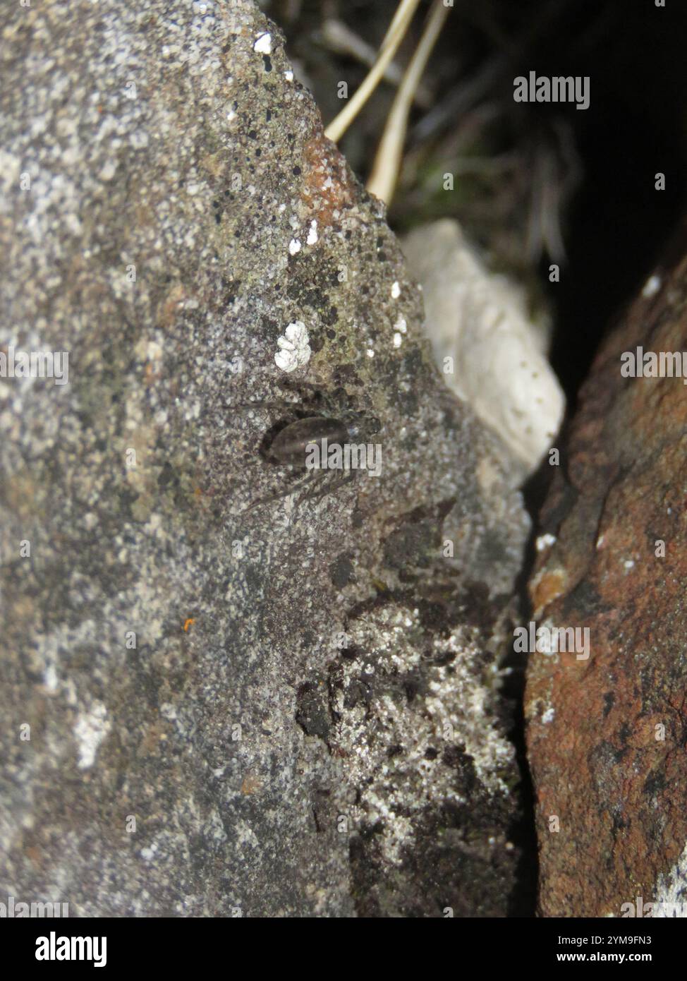 Thin-legged Wolf Spiders (Pardosa Stock Photo - Alamy
