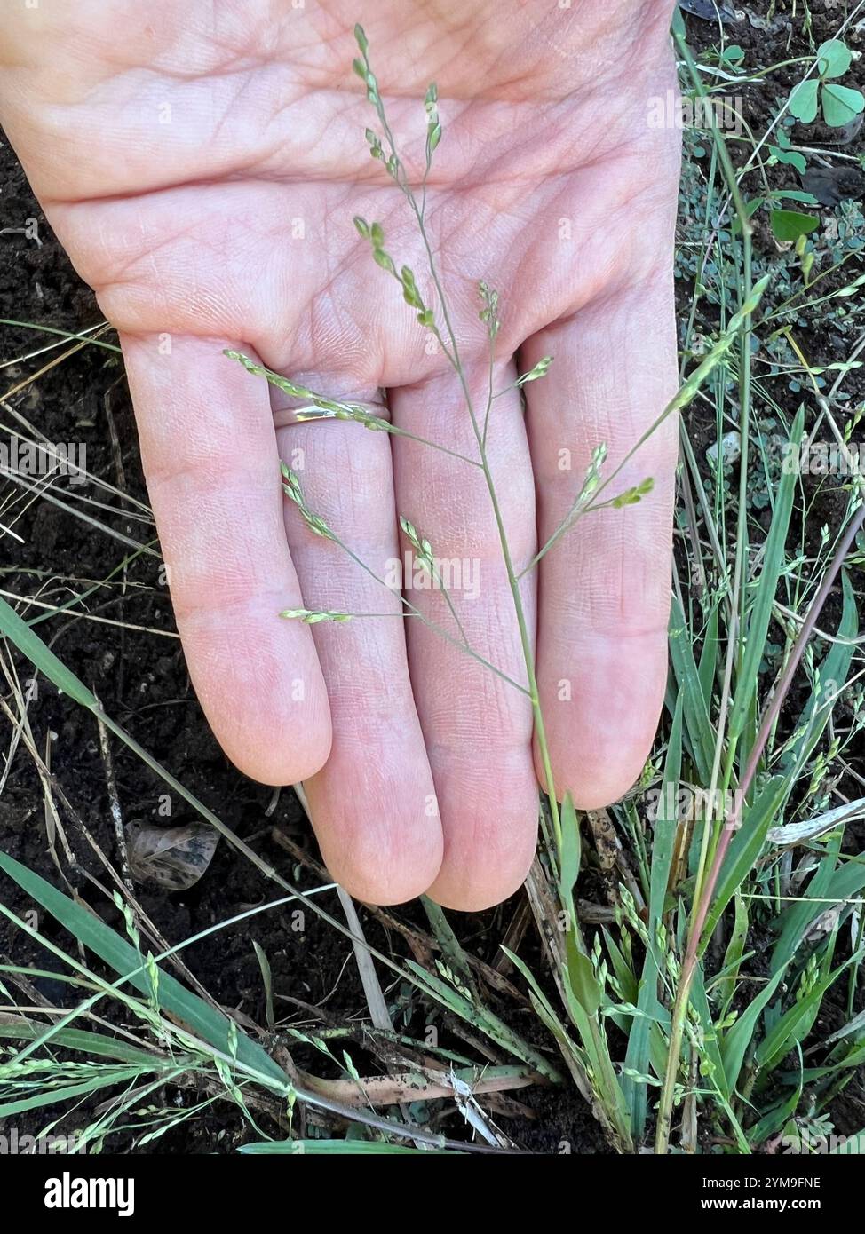 Smooth Witchgrass (Panicum dichotomiflorum Stock Photo - Alamy