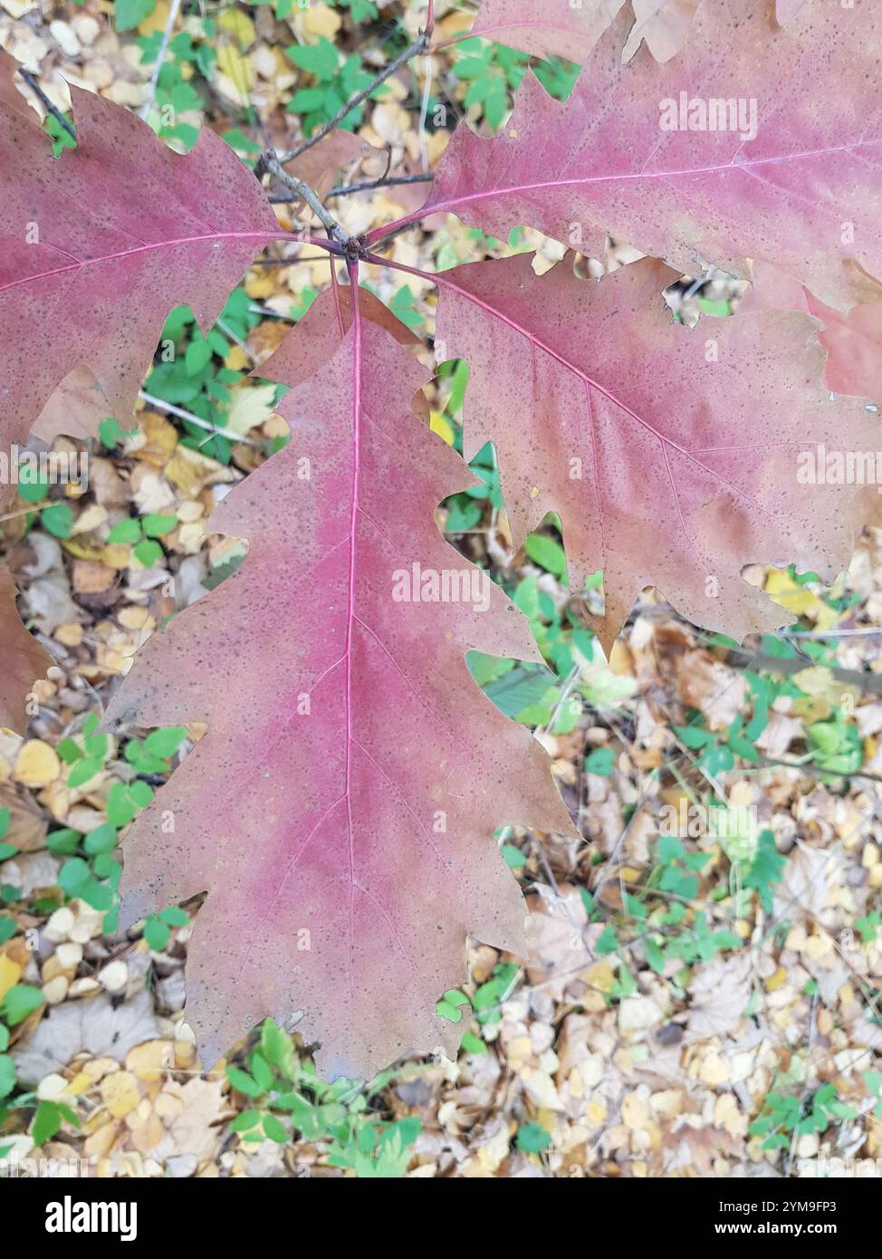 northern red oak (Quercus rubra Stock Photo - Alamy