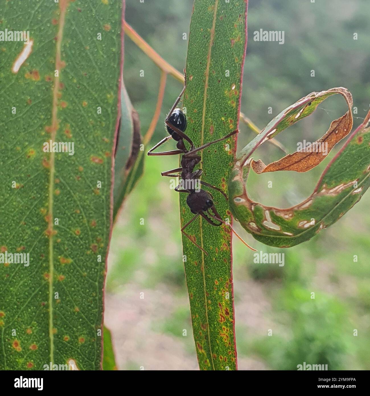 Australian Red Bull Ant (Myrmecia simillima Stock Photo - Alamy
