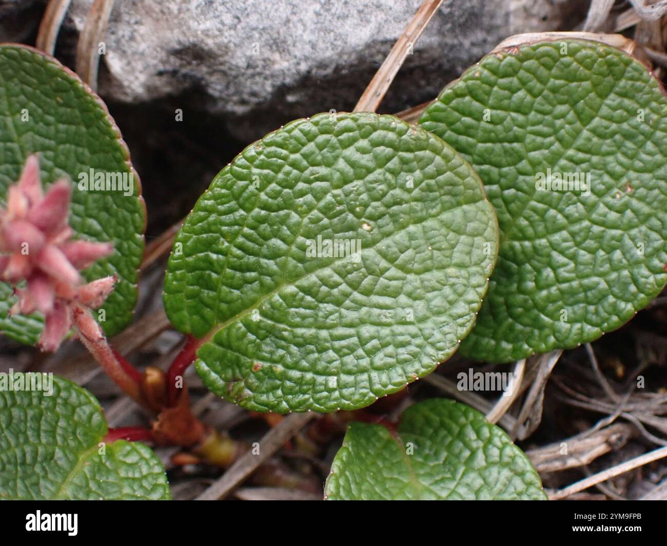 Net-leaved Willow (Salix reticulata Stock Photo - Alamy