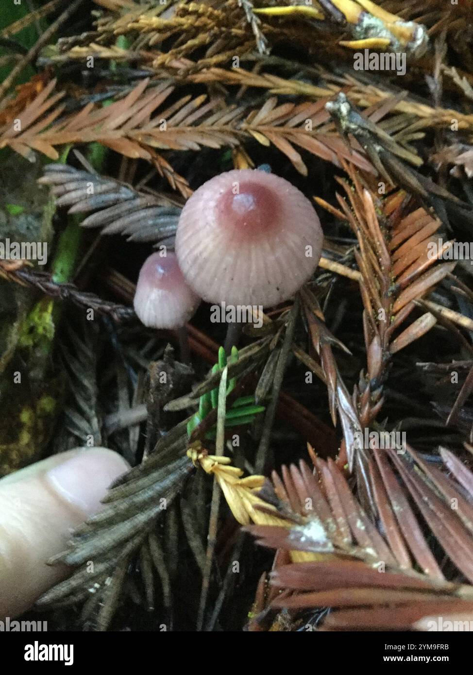 purple-edge bonnet (Mycena purpureofusca Stock Photo - Alamy