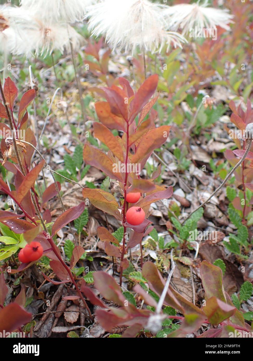 Northern Comandra (Geocaulon lividum Stock Photo - Alamy