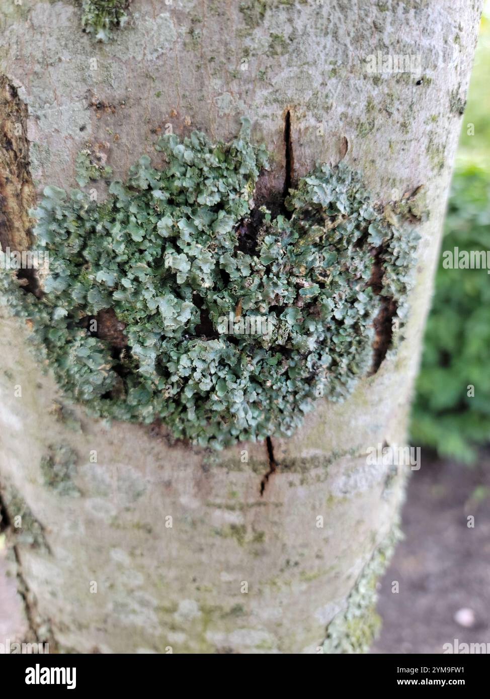 shield lichen (Parmelia sulcata Stock Photo - Alamy