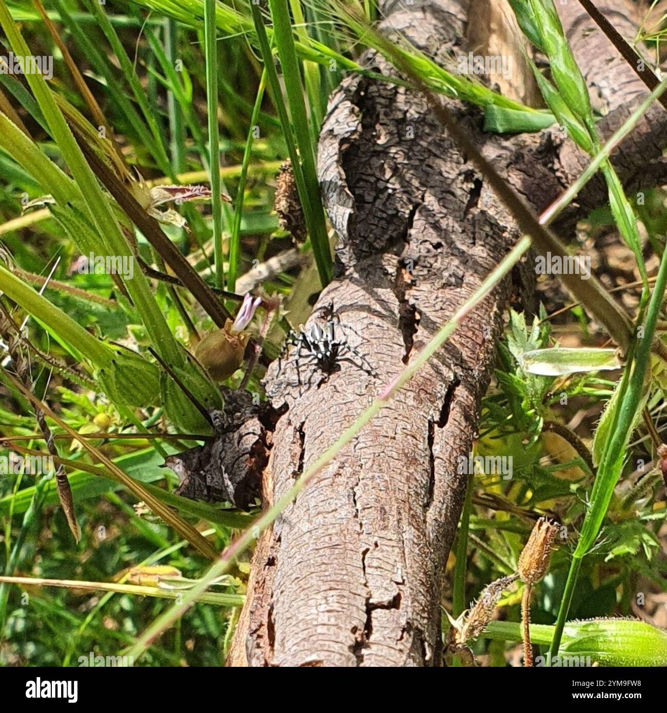 Spotted Ground Swift Spider (Nyssus coloripes Stock Photo - Alamy