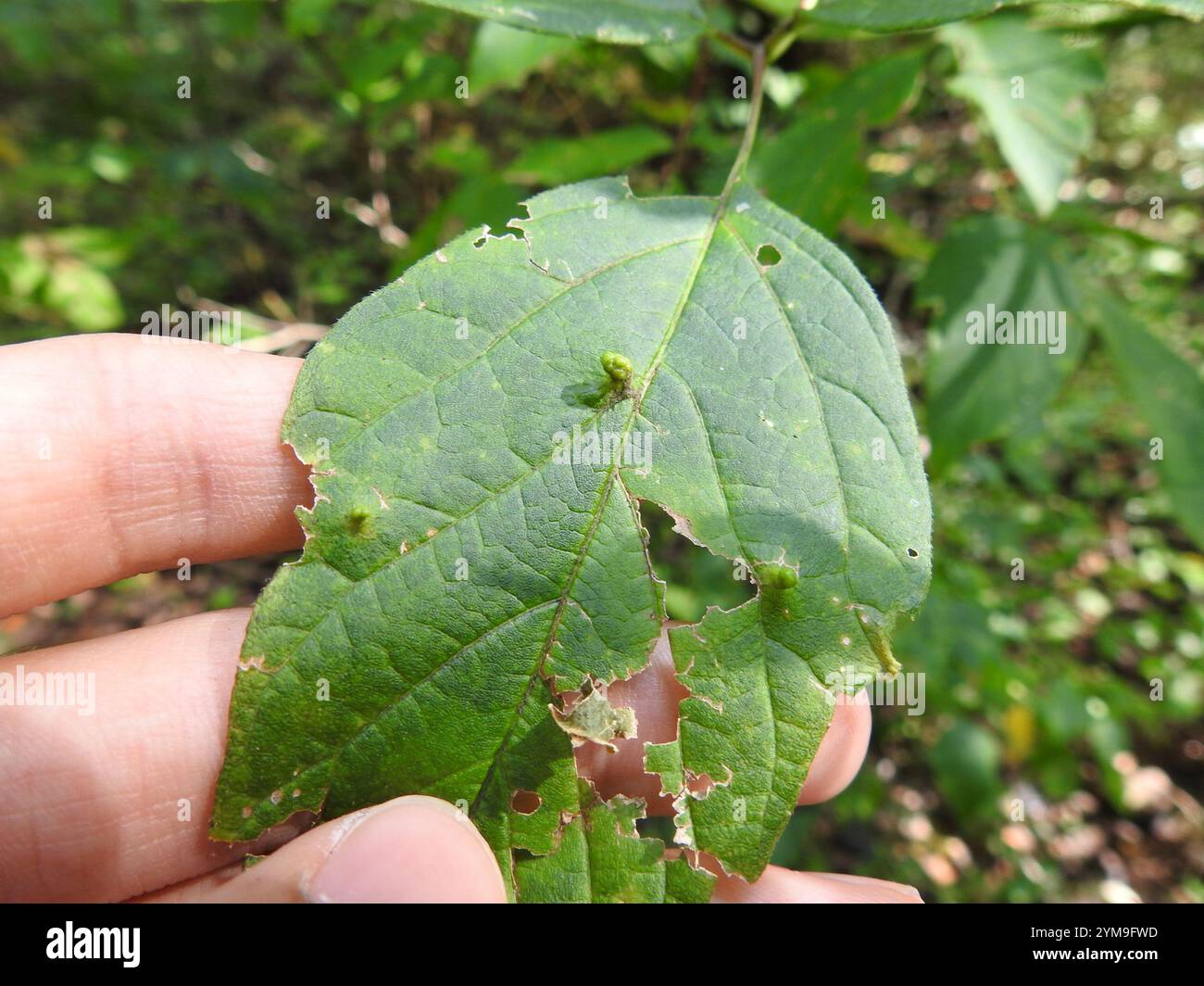 box elder pouch gall mite (Aceria negundi Stock Photo - Alamy